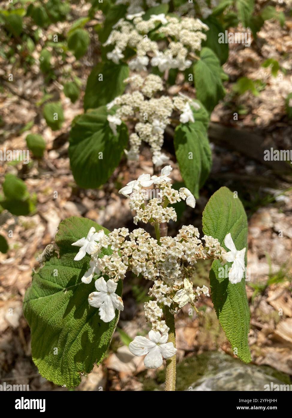 hobblebush (Viburnum lantanoides Stock Photo - Alamy