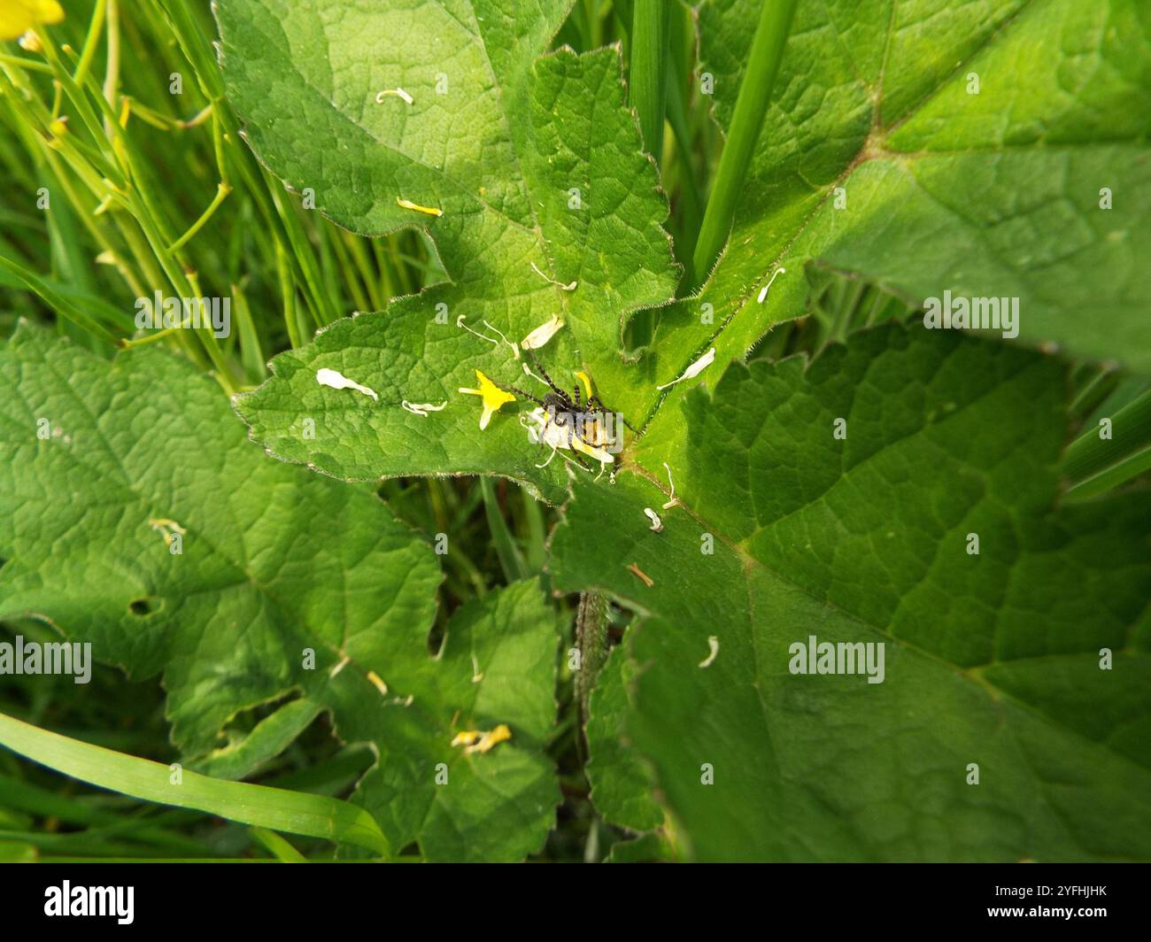 Thin-legged Wolf Spiders (Pardosa Stock Photo - Alamy