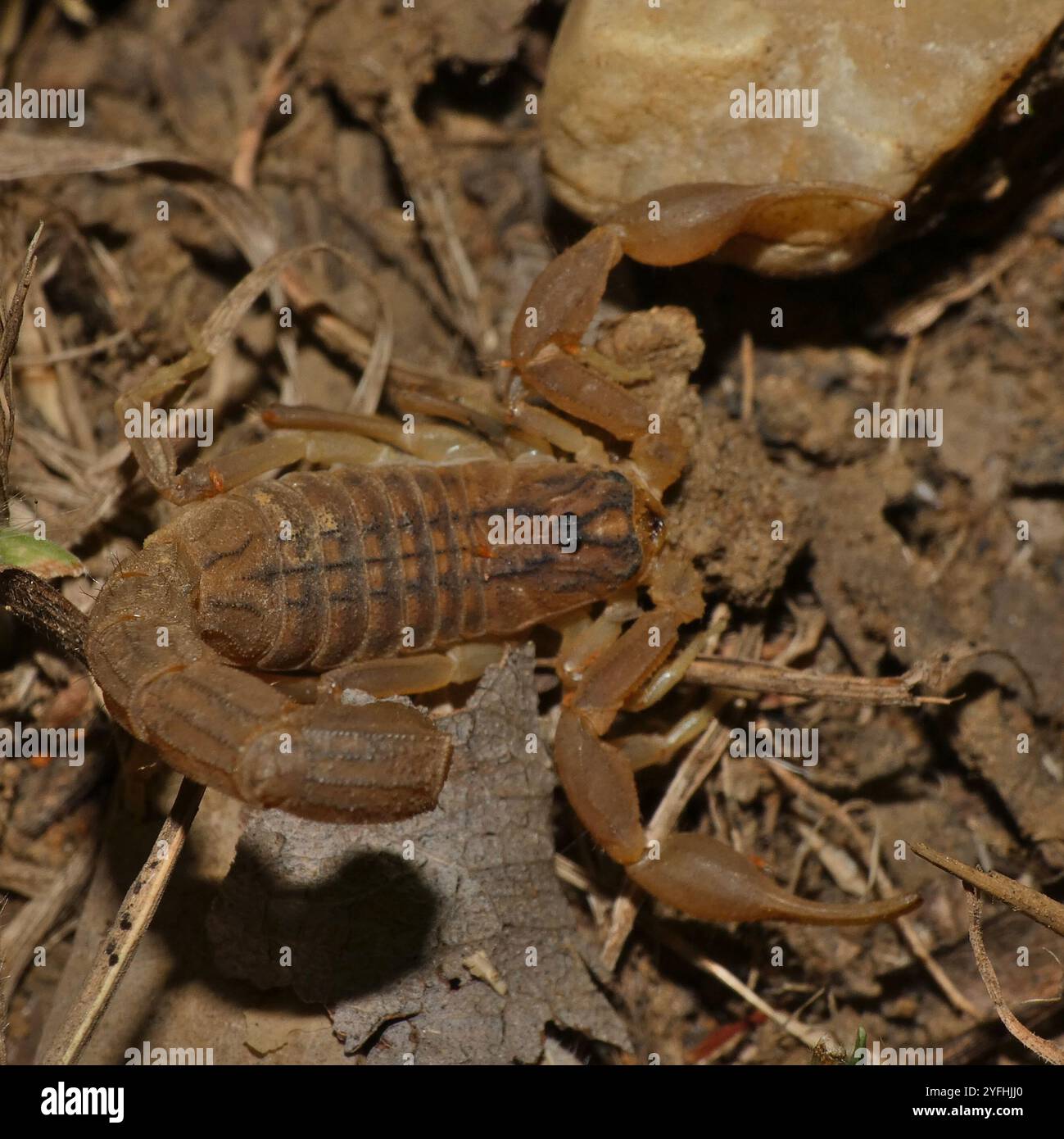 Eastern Nomad Scorpion (Hottentotta trilineatus Stock Photo - Alamy
