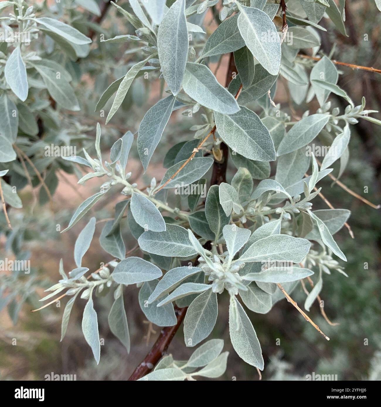 Russian olive (Elaeagnus angustifolia Stock Photo - Alamy