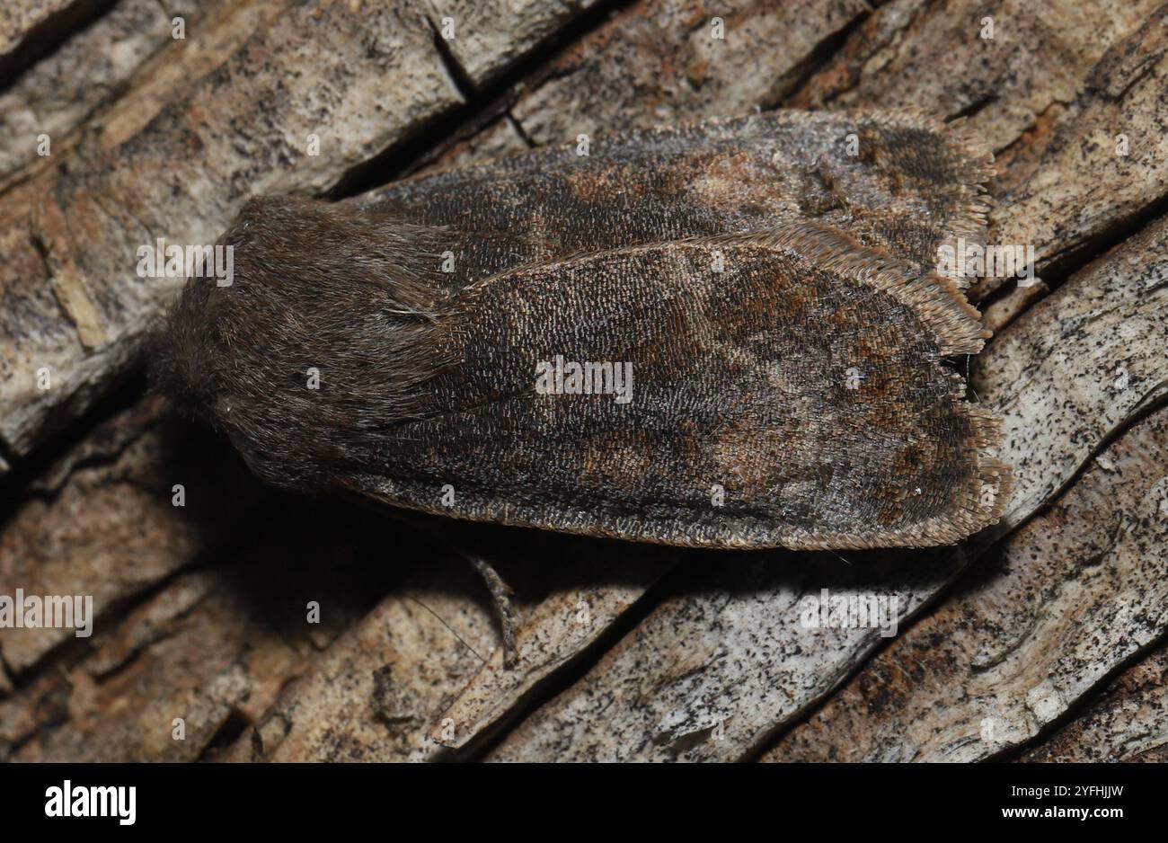 Morrison's Sallow (Eupsilia morrisoni Stock Photo - Alamy