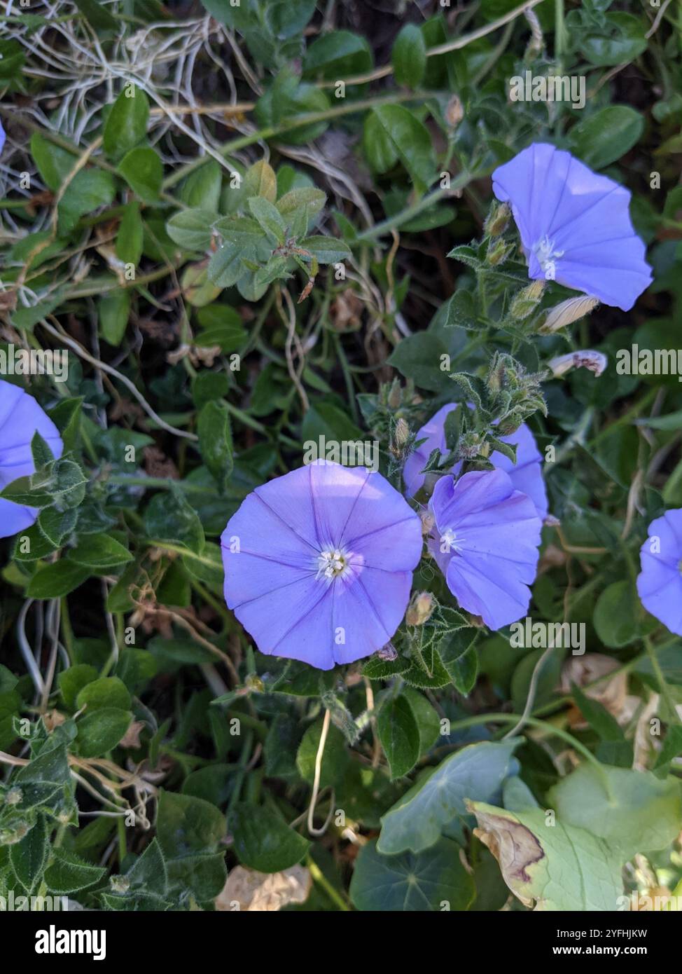 Blue Rock Bindweed (Convolvulus sabatius Stock Photo - Alamy