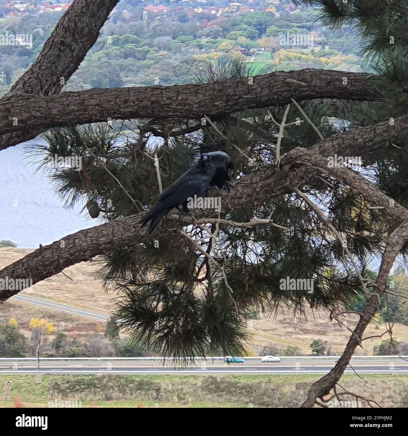 Australian Raven (Corvus coronoides Stock Photo - Alamy