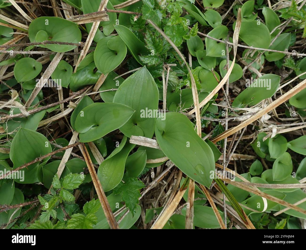 Western Lily of the Valley (Maianthemum dilatatum Stock Photo - Alamy