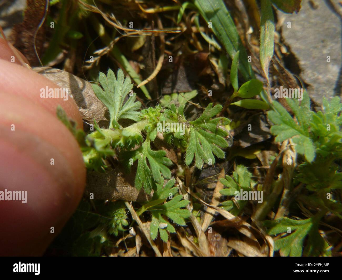 Field Parsley Piert (Alchemilla arvensis Stock Photo - Alamy