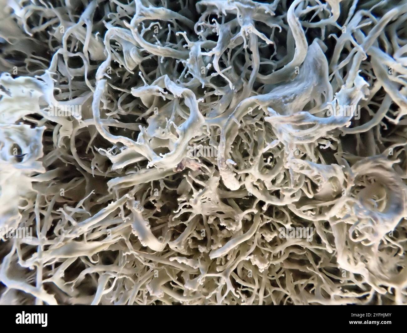 common lichens (Lecanoromycetes Stock Photo - Alamy