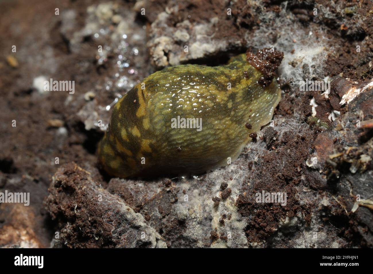 Green Cellar Slug (Limacus maculatus Stock Photo - Alamy