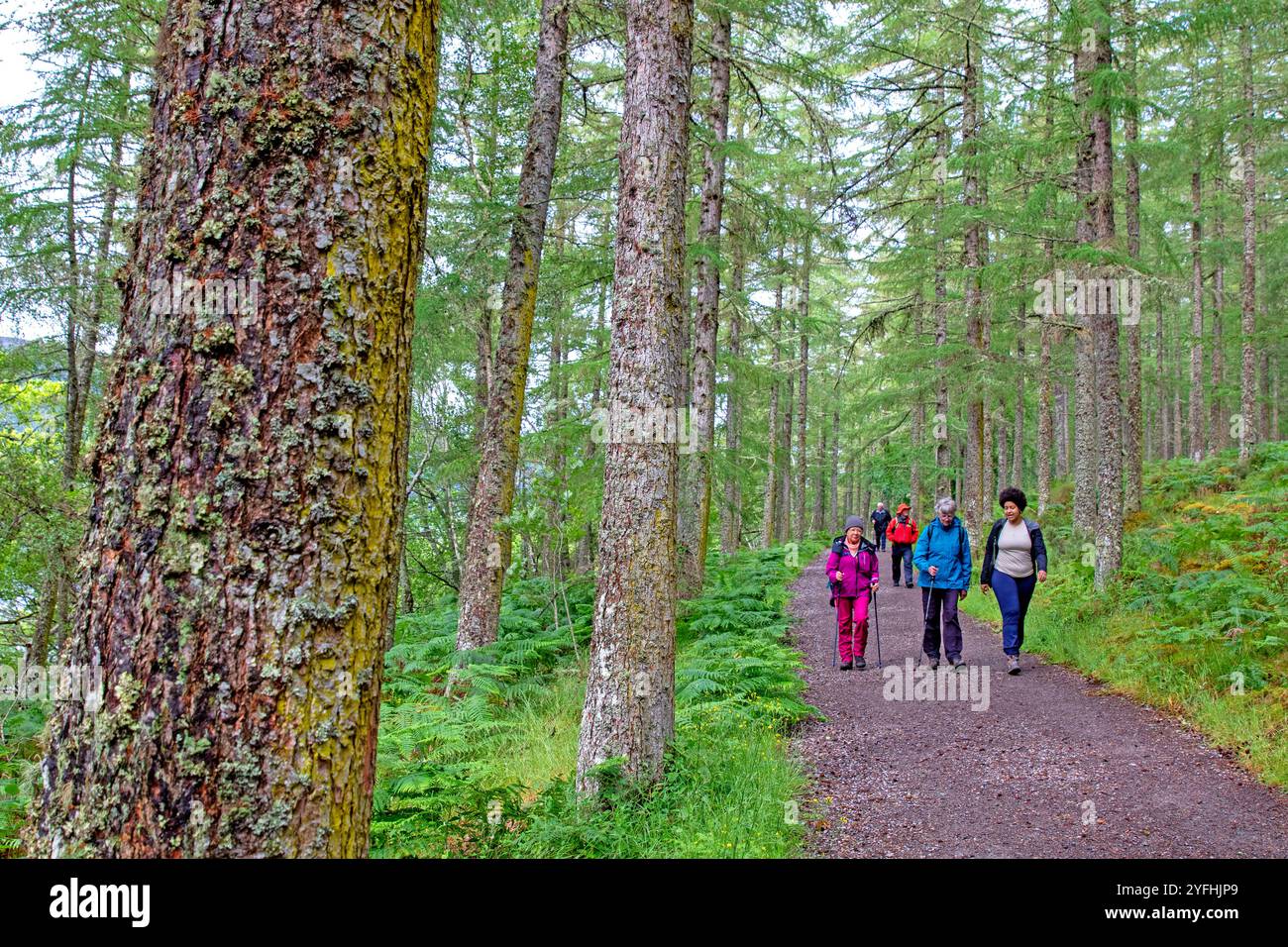Walk in pine forest hi-res stock photography and images - Alamy
