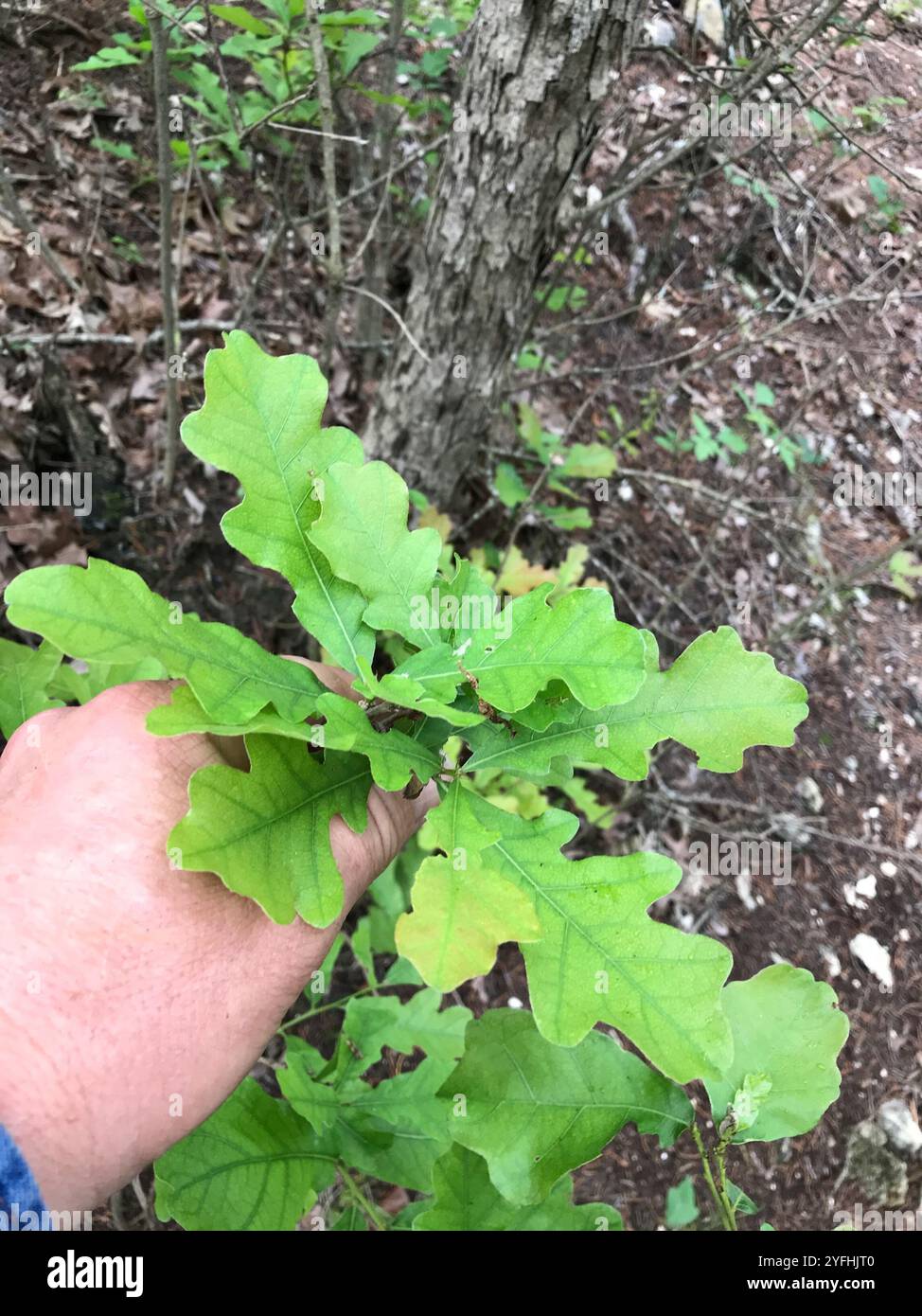 White Shin Oak (Quercus sinuata breviloba Stock Photo - Alamy