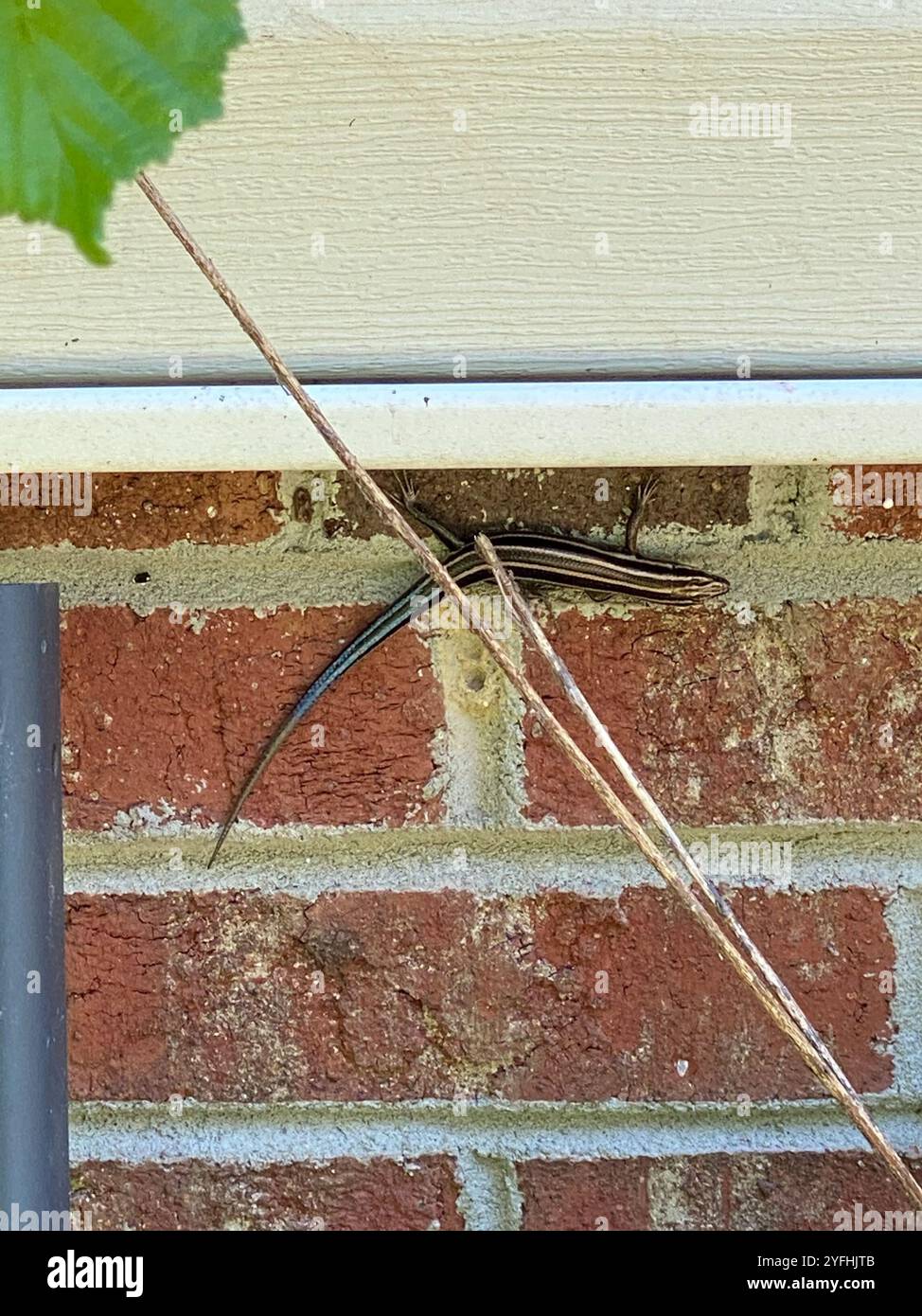 Common Five-lined Skink (Plestiodon fasciatus Stock Photo - Alamy