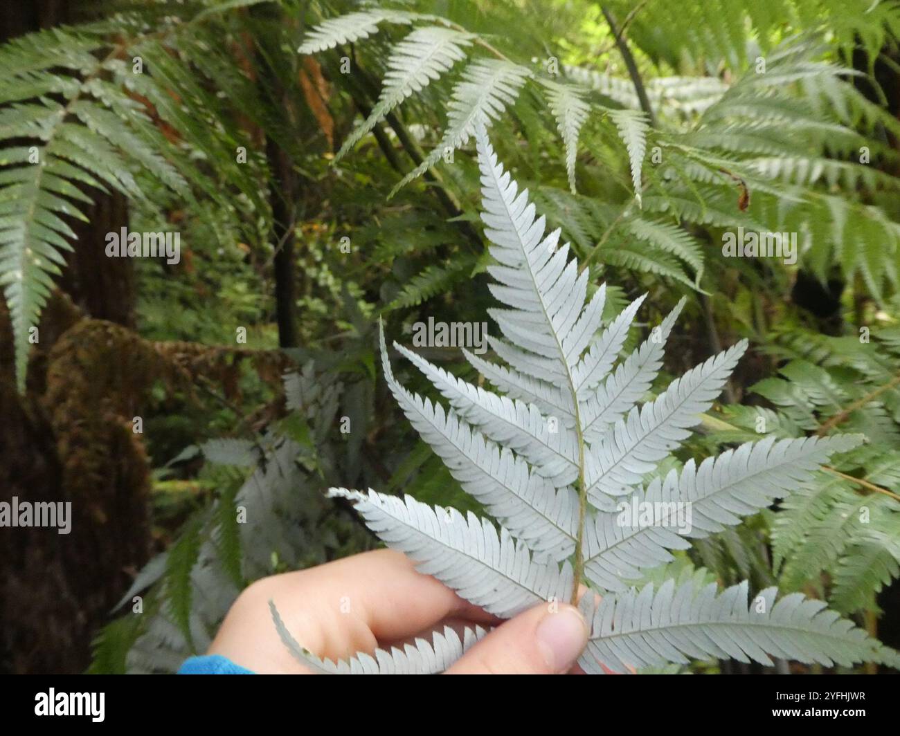 silver fern (Cyathea dealbata Stock Photo - Alamy