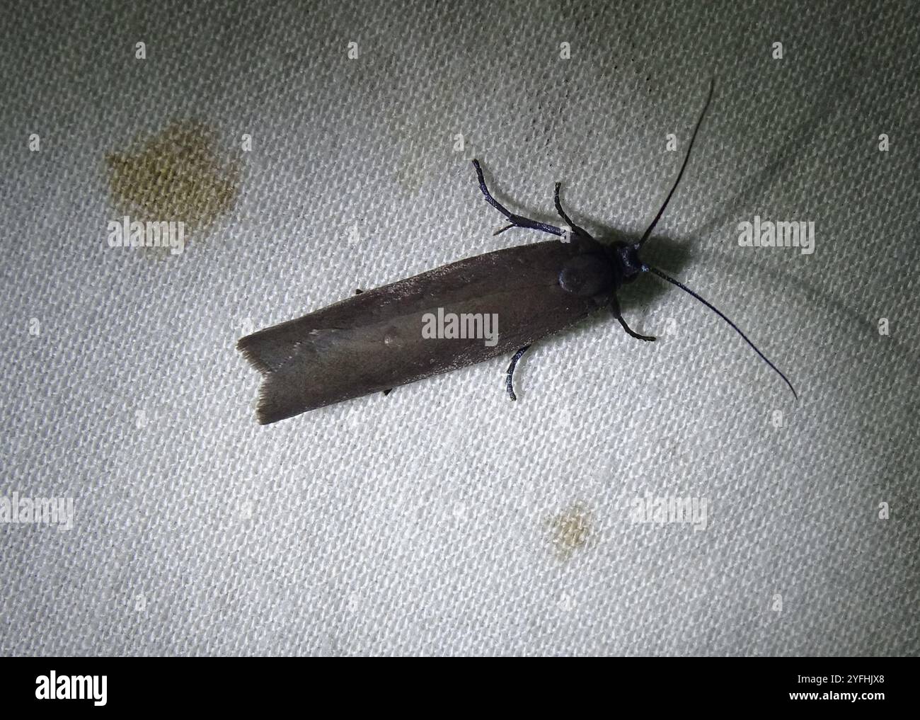 Bumelia Webworm Moth (Urodus parvula Stock Photo - Alamy