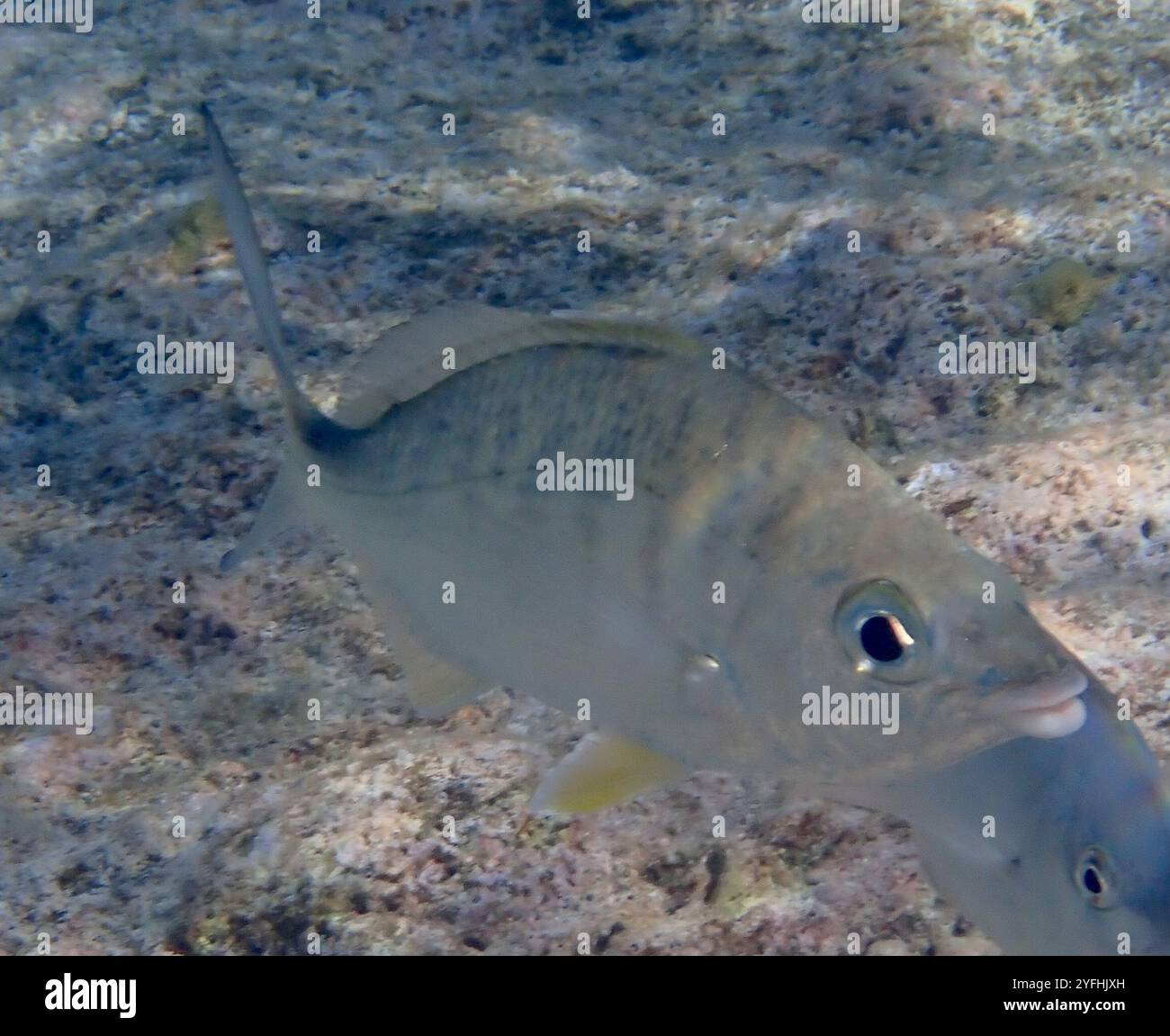 Yellowfin Mojarra (Gerres cinereus Stock Photo - Alamy