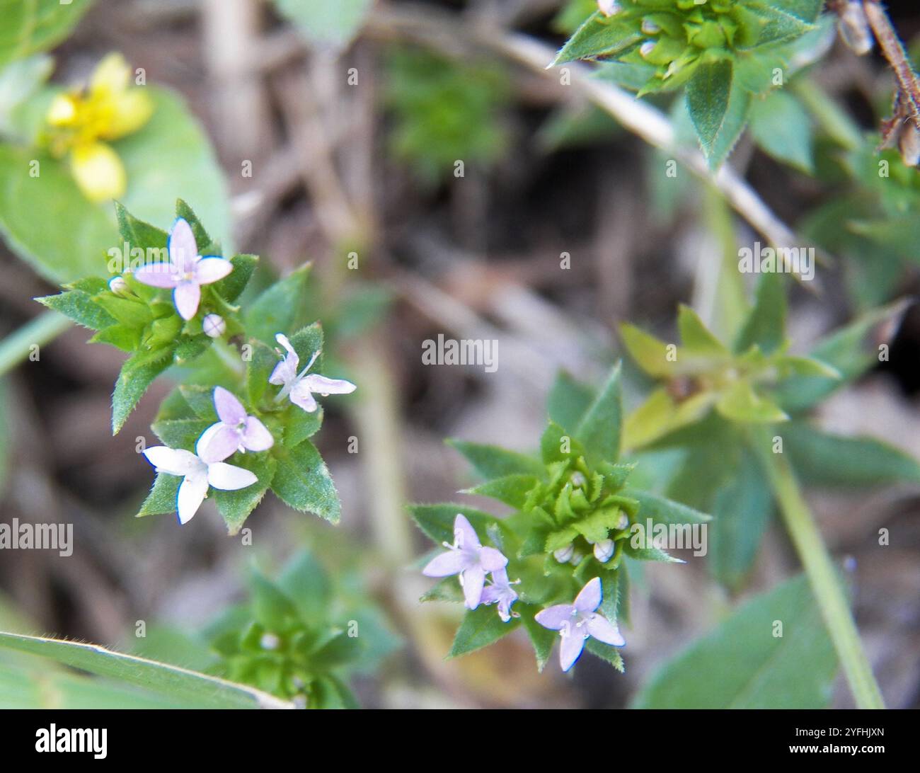 Field madder (Sherardia arvensis Stock Photo - Alamy