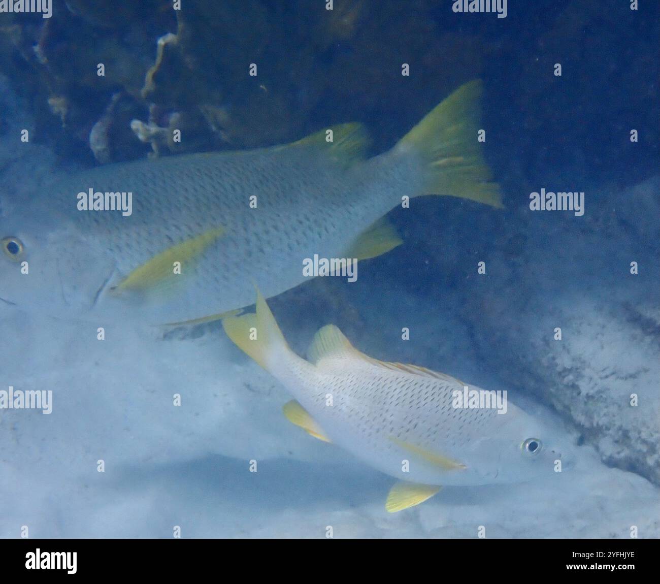 Schoolmaster Snapper (Lutjanus apodus Stock Photo - Alamy