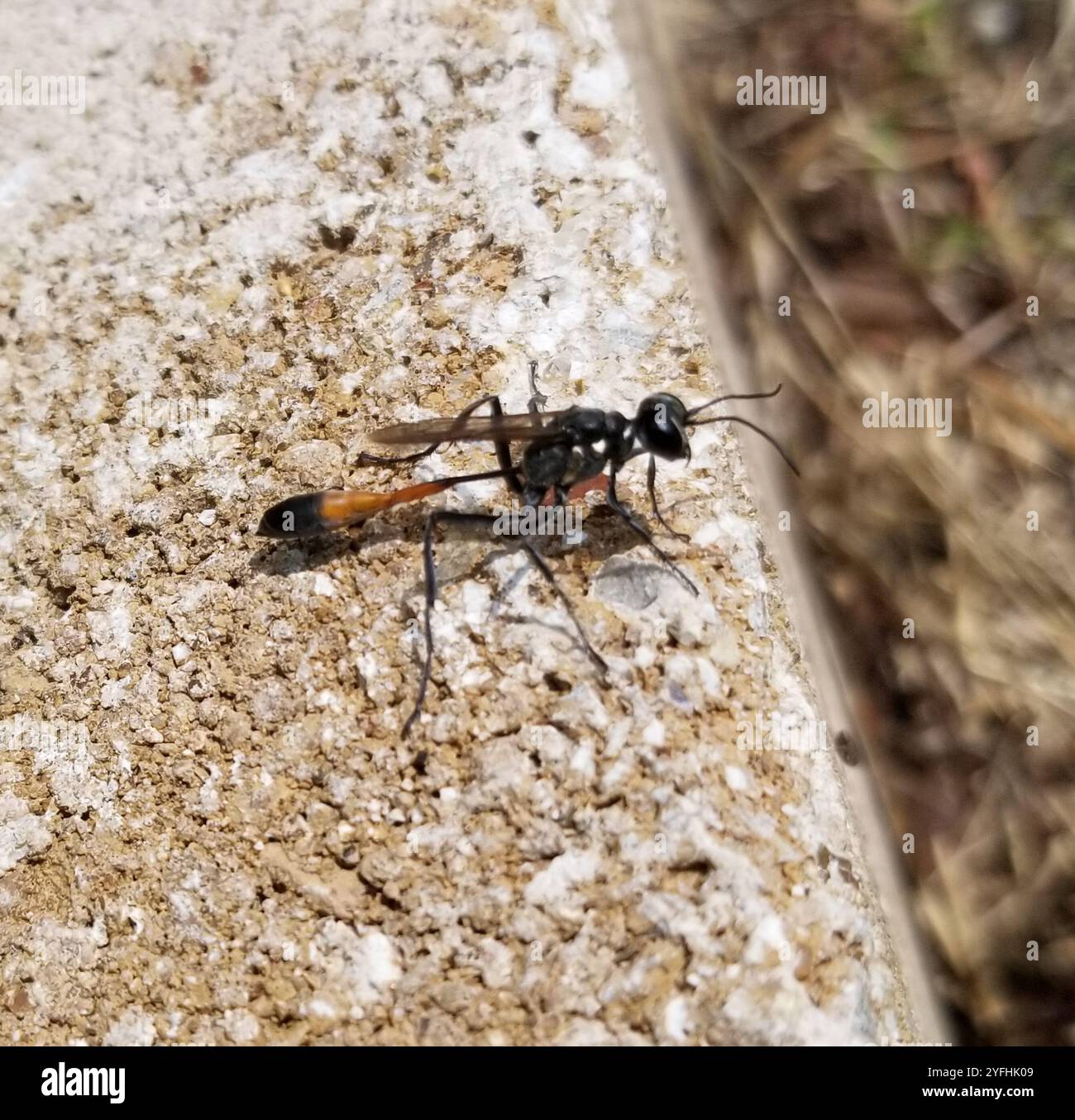 Common Thread-waisted Wasp (Ammophila procera Stock Photo - Alamy
