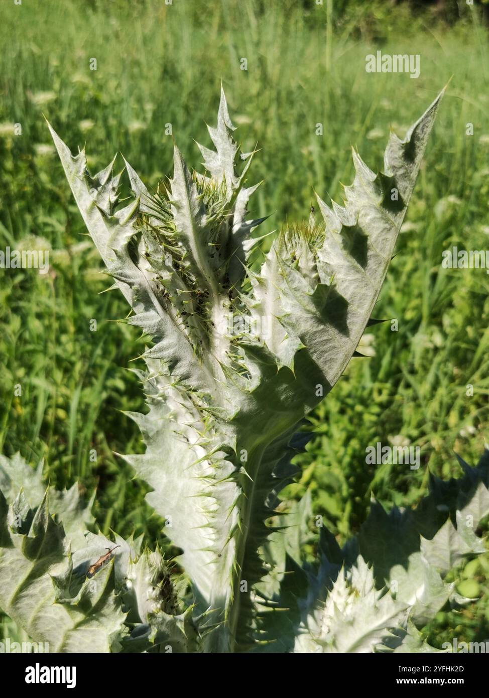 cotton thistle (Onopordum acanthium Stock Photo - Alamy