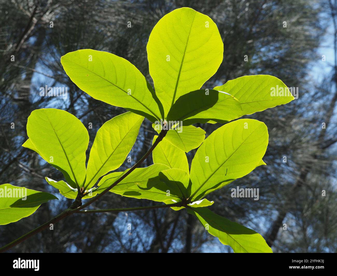 Sea Almond (Terminalia catappa Stock Photo - Alamy