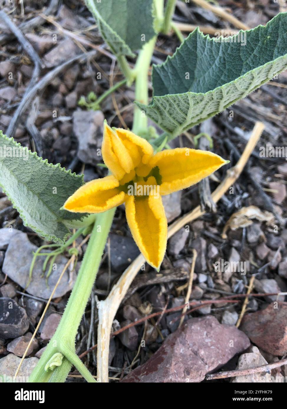 Buffalo Gourd (Cucurbita foetidissima Stock Photo - Alamy