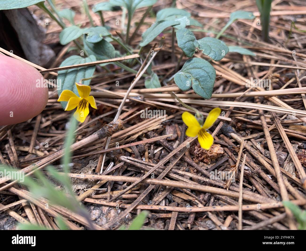 Goosefoot violet (Viola purpurea Stock Photo - Alamy