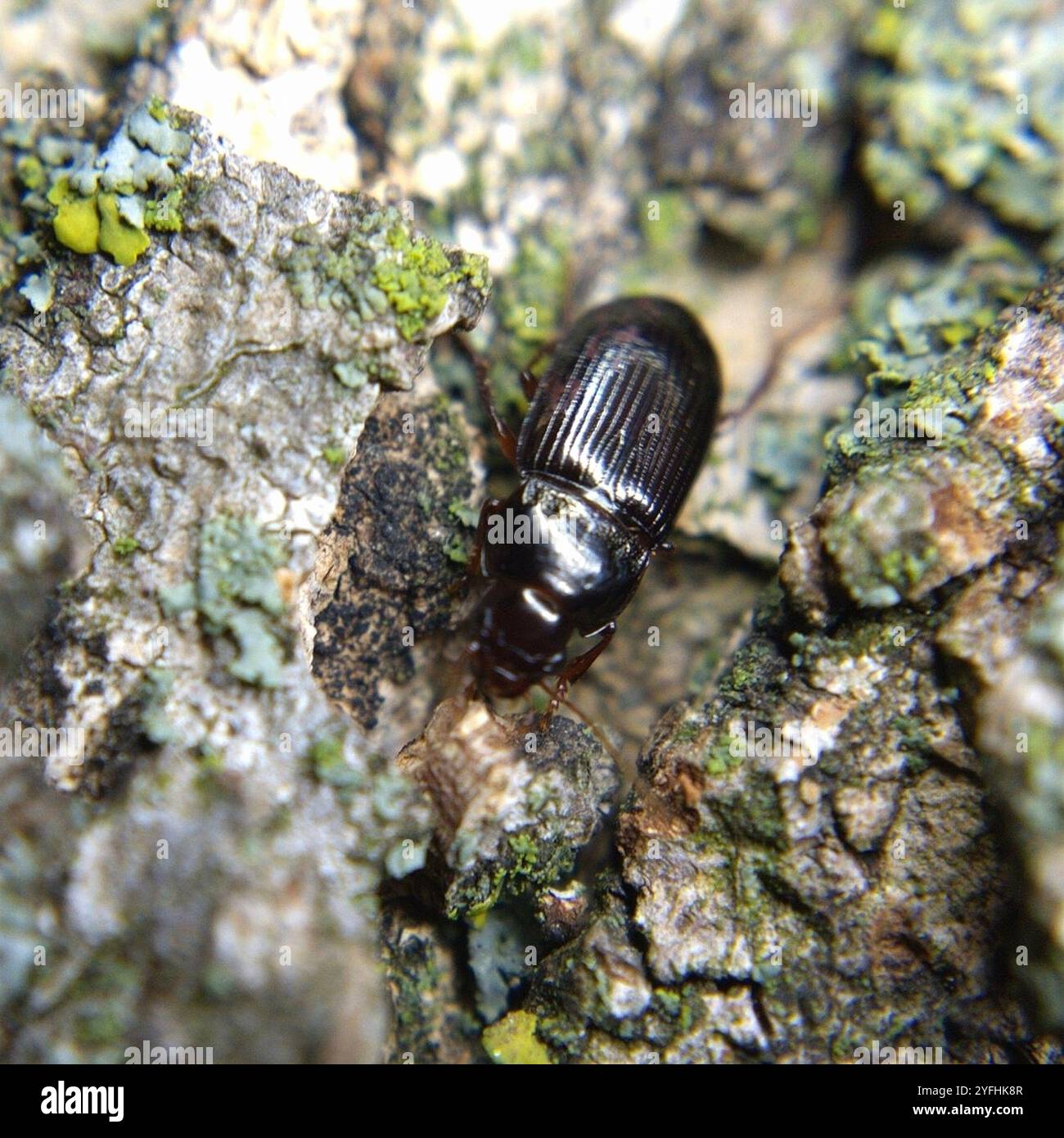 Sun Beetles (Amara Stock Photo - Alamy