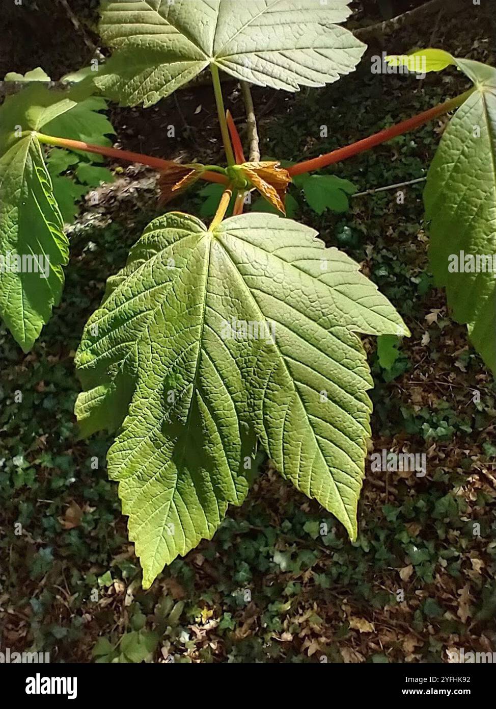 sycamore maple (Acer pseudoplatanus Stock Photo - Alamy