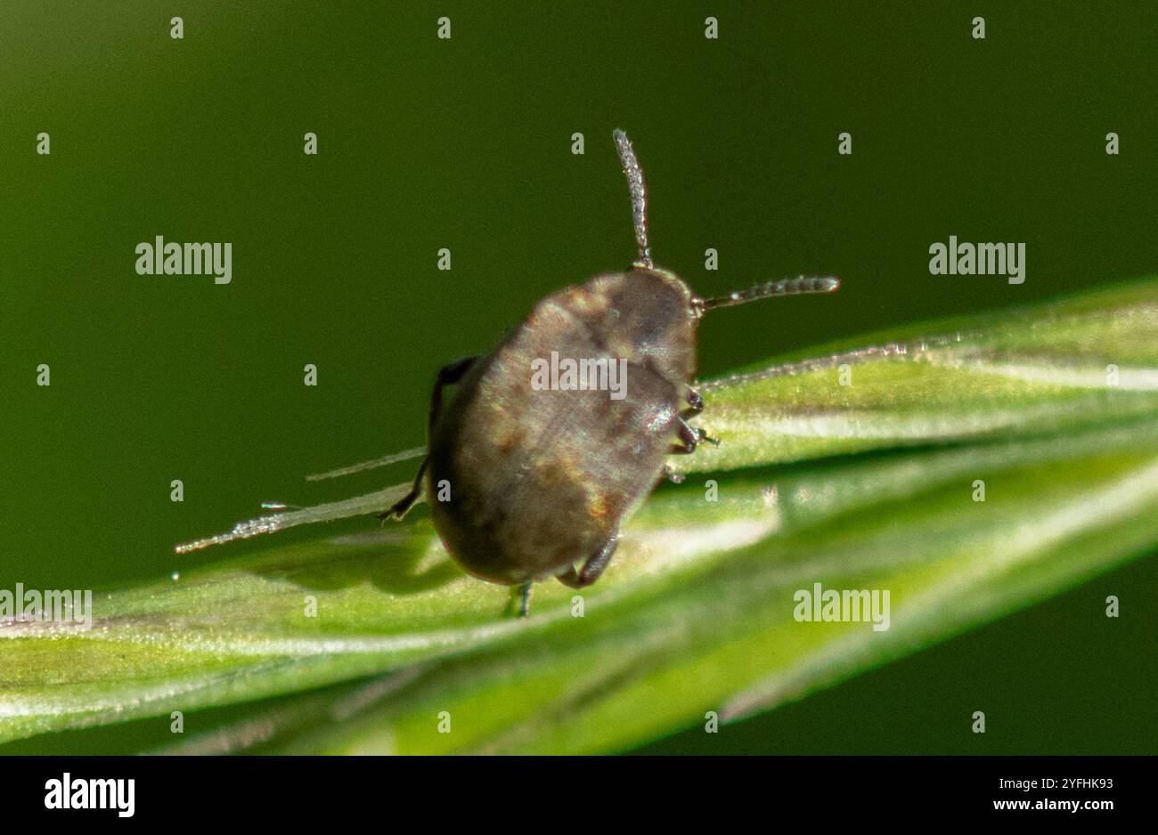 Broom Seed Beetle (Bruchidius villosus Stock Photo - Alamy