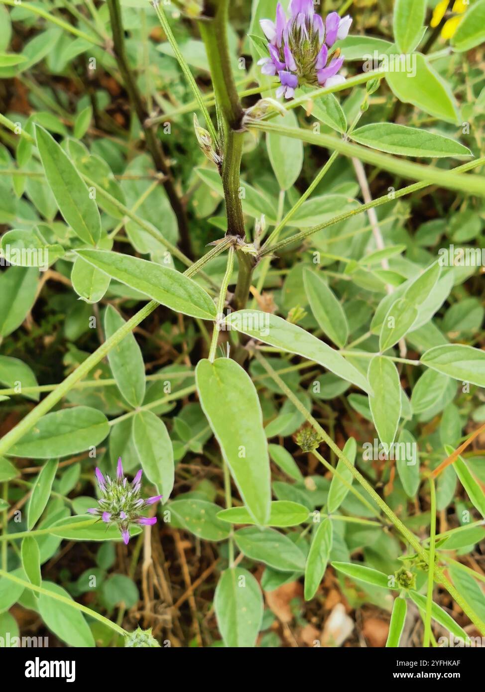 arabian pea (Bituminaria bituminosa Stock Photo - Alamy