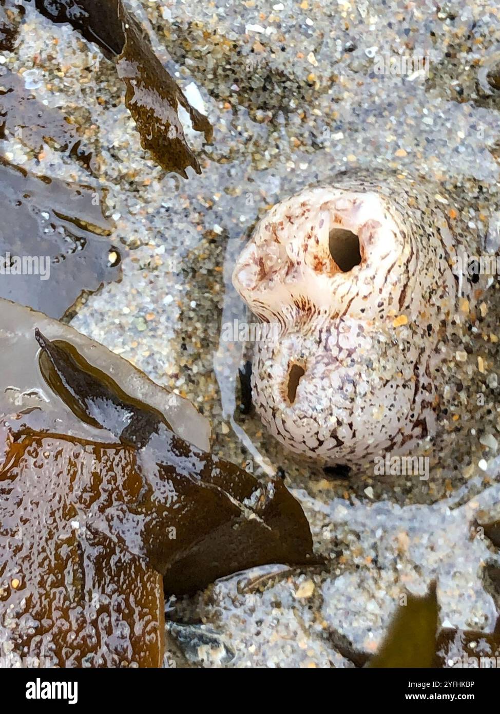 Rough piddock hi-res stock photography and images - Alamy