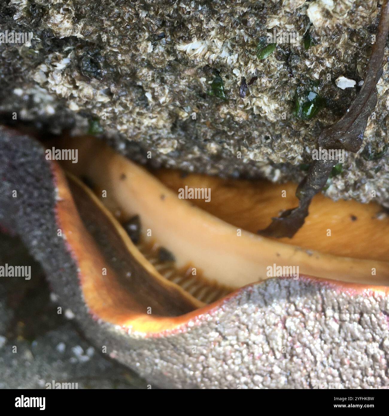 Gumboot Chiton (Cryptochiton stelleri Stock Photo - Alamy