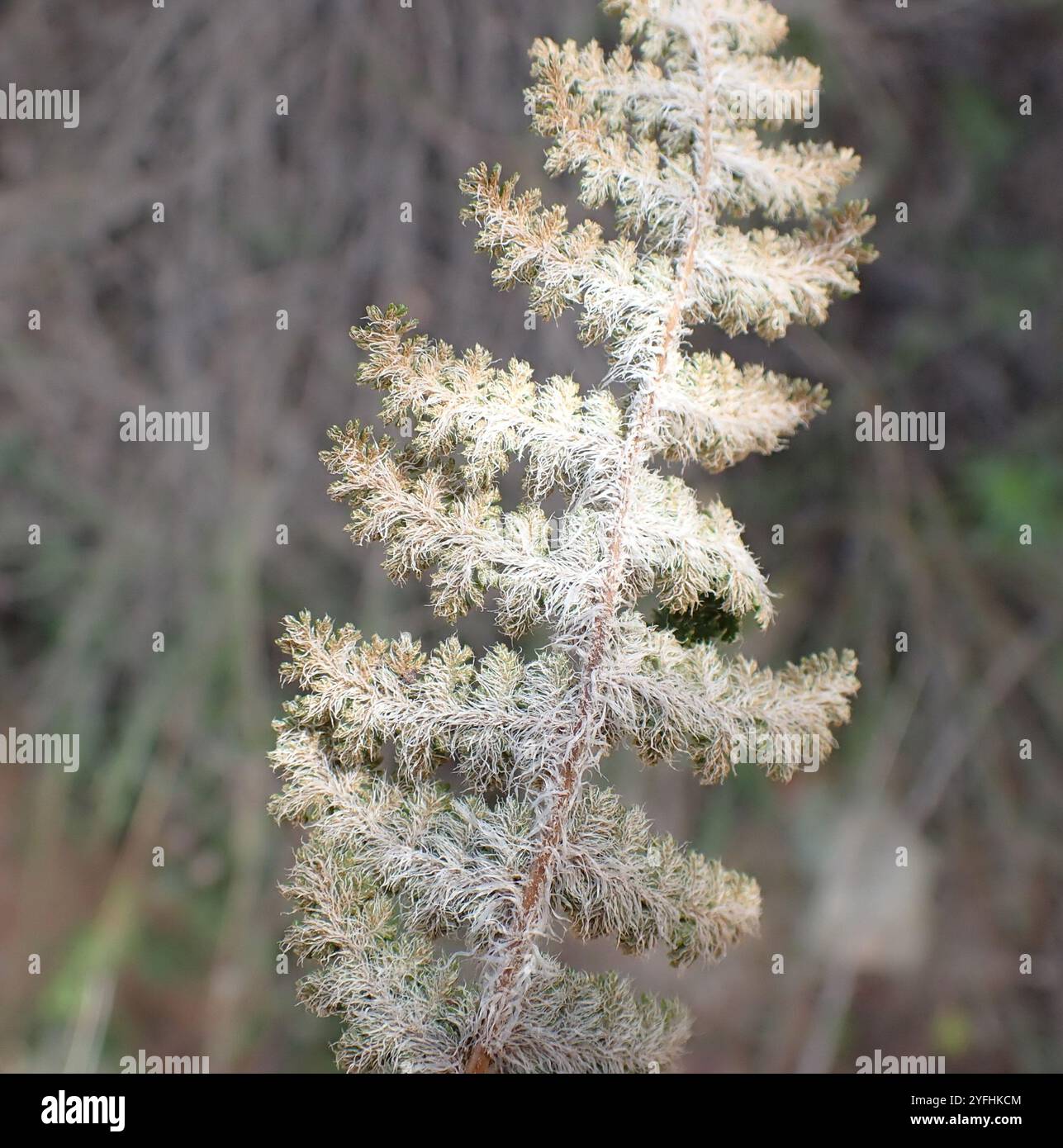 Scented Fern (Anemia caffrorum Stock Photo - Alamy