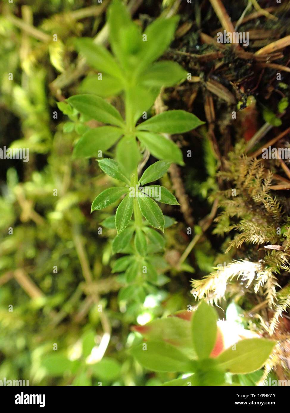 fragrant bedstraw (Galium triflorum Stock Photo - Alamy