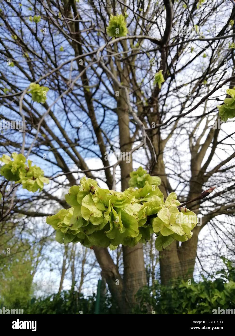 Wych Elm (Ulmus glabra Stock Photo - Alamy