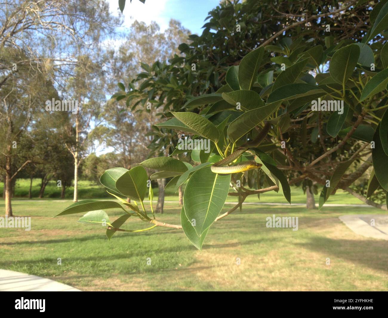 Common Tree Snake (Dendrelaphis punctulatus Stock Photo - Alamy