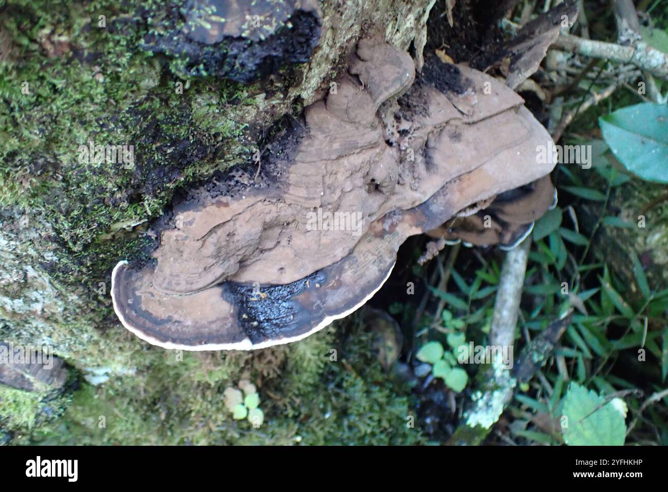 artist's bracket (Ganoderma applanatum Stock Photo - Alamy