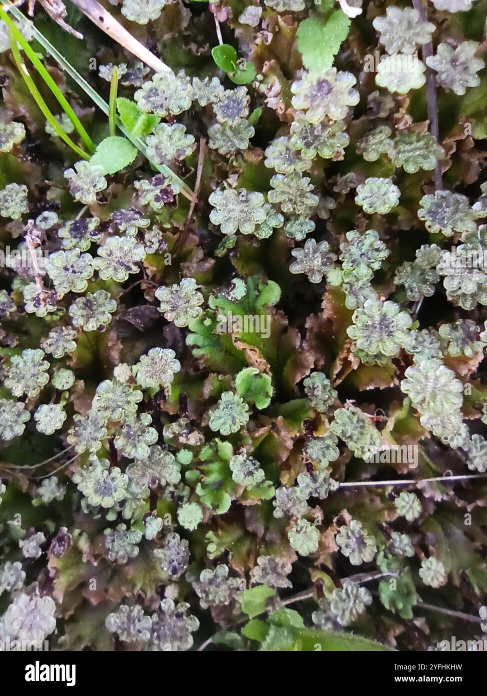 Common Liverwort (Marchantia polymorpha Stock Photo - Alamy