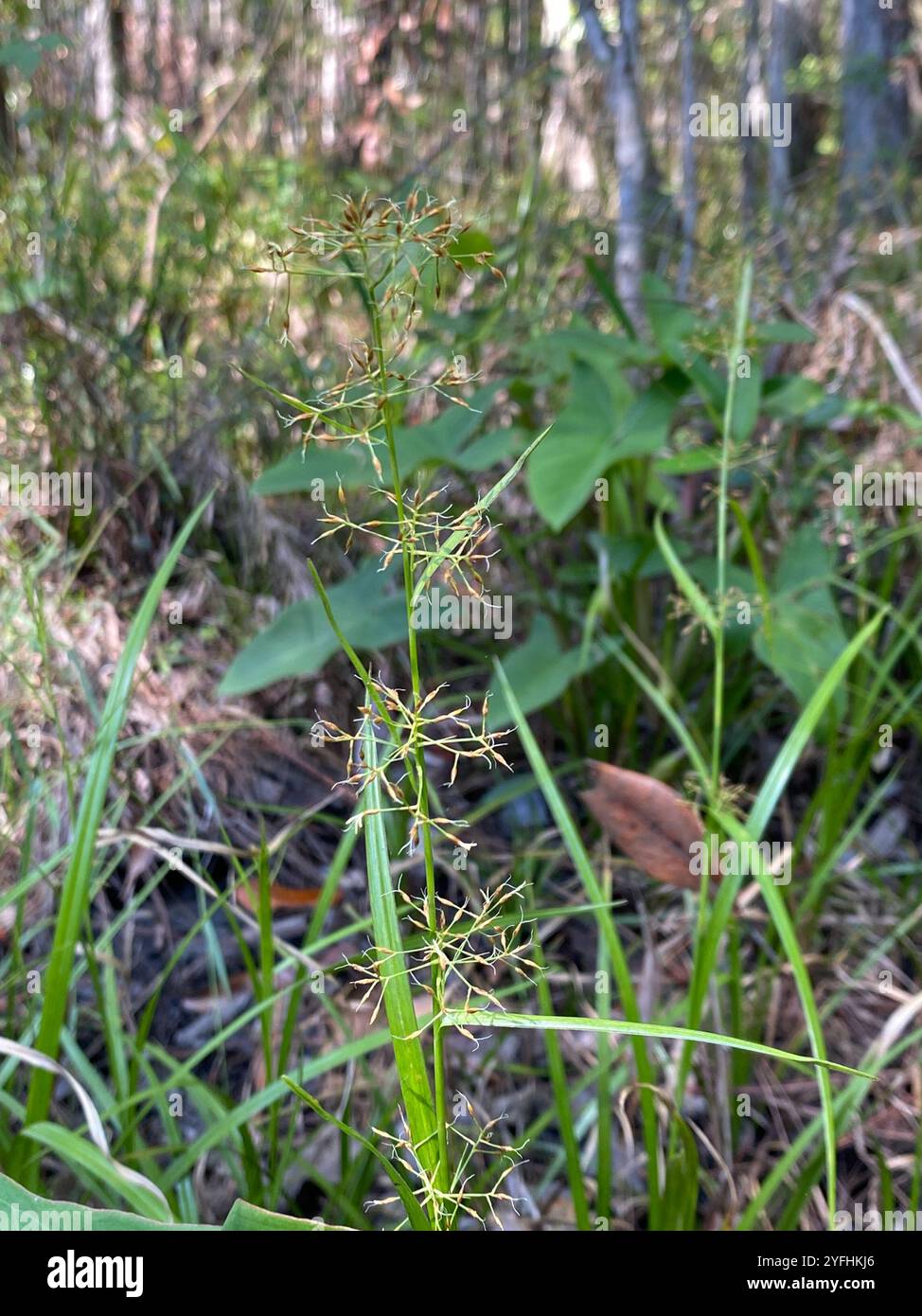 mingled beaksedge (Rhynchospora mixta Stock Photo - Alamy