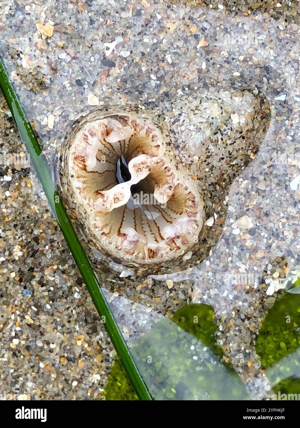 Rough piddock hi-res stock photography and images - Alamy
