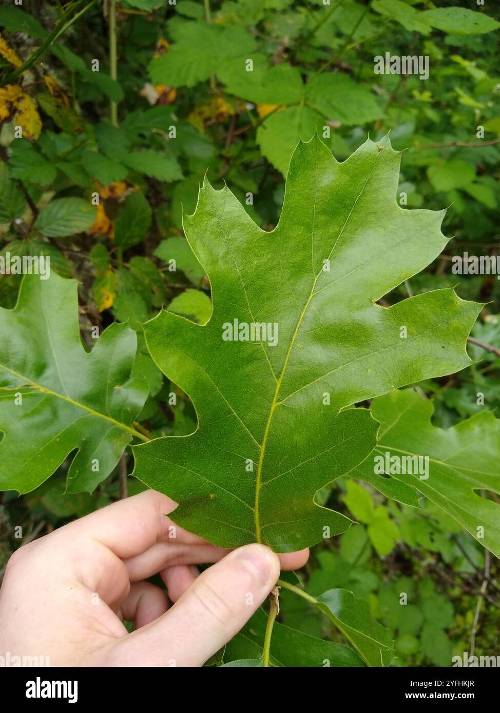 California black oak (Quercus kelloggii Stock Photo - Alamy
