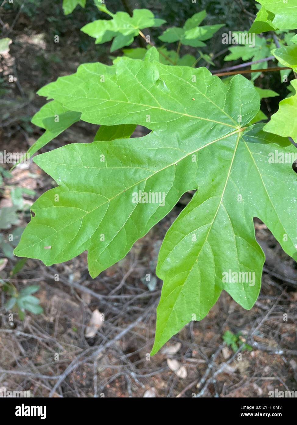 bigleaf maple (Acer macrophyllum Stock Photo - Alamy