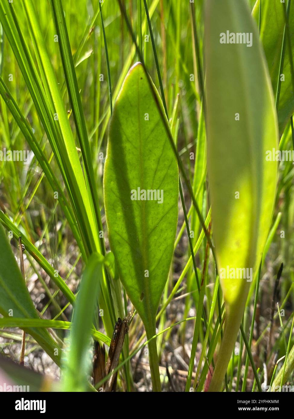Coastal Plain Tickseed (Coreopsis gladiata Stock Photo - Alamy