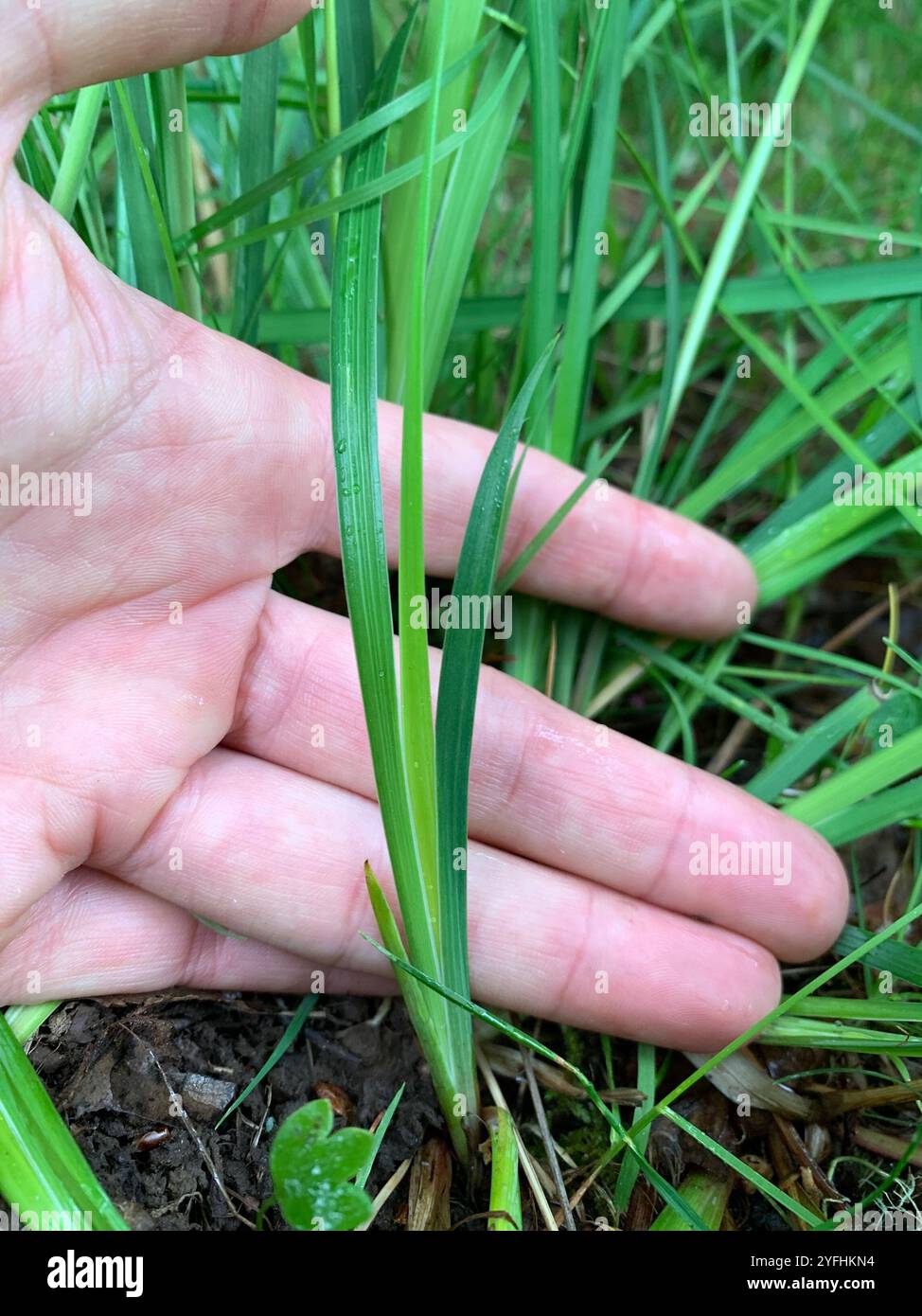 Oregon iris (Iris tenax Stock Photo - Alamy