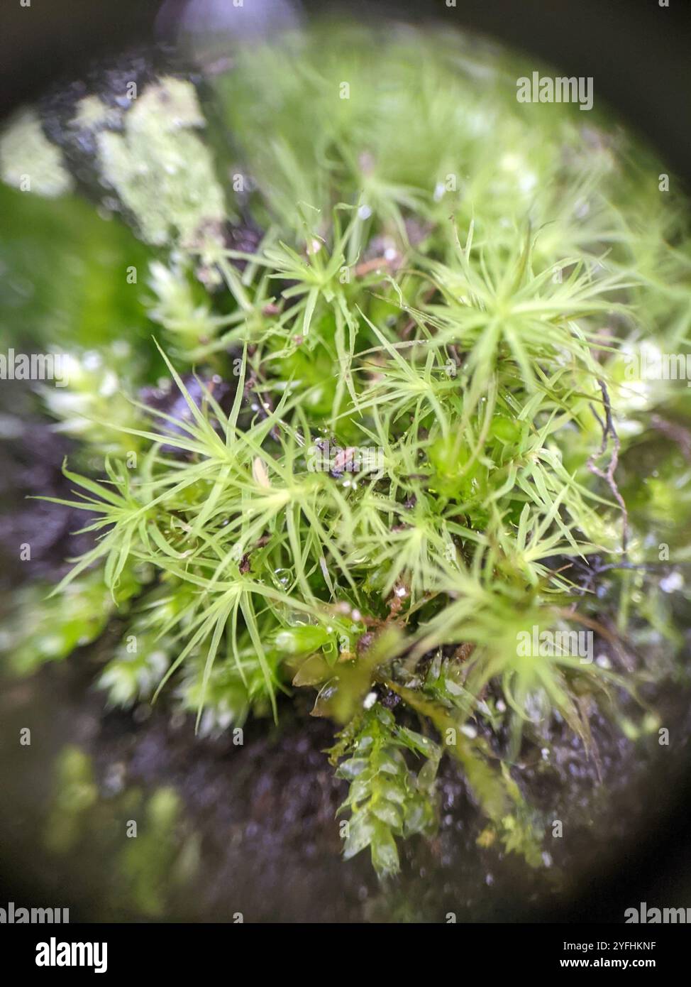 Common Apple-moss (Bartramia pomiformis Stock Photo - Alamy