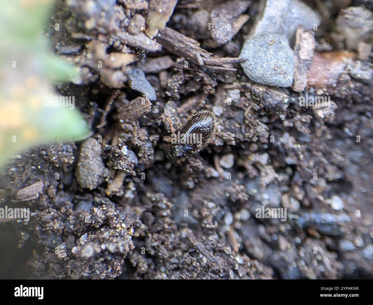 Hairy Spider Weevil (Barypeithes pellucidus Stock Photo - Alamy