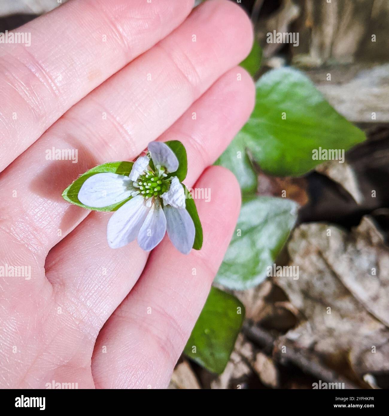 sharp-lobed hepatica (Hepatica acutiloba Stock Photo - Alamy
