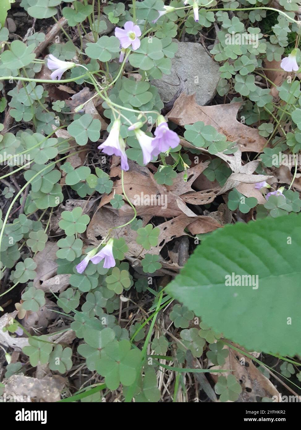 violet woodsorrel (Oxalis violacea Stock Photo - Alamy