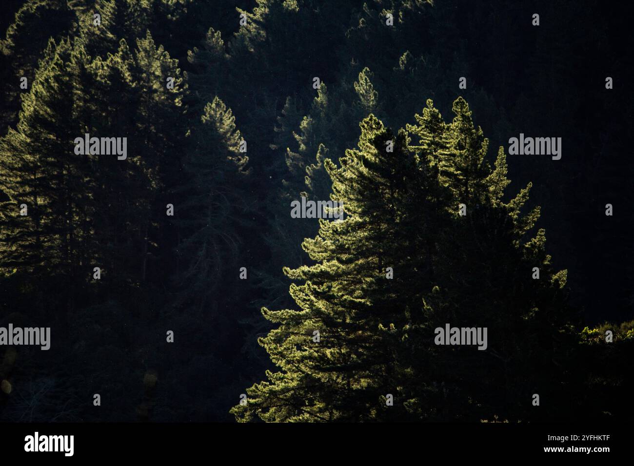 Sun hitting large trees New Zealand Stock Photo - Alamy