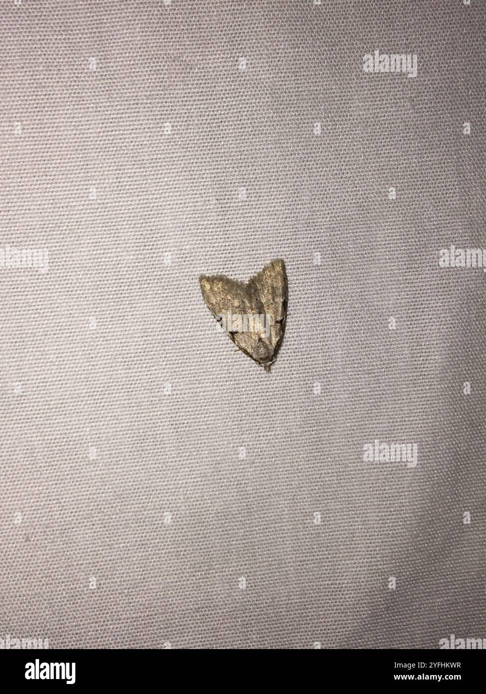 Three-spotted Nola Moth (Nola triquetrana Stock Photo - Alamy