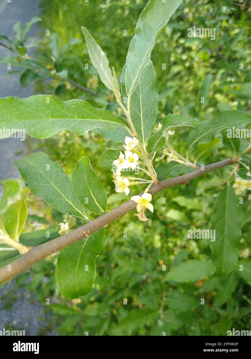 autumn olive (Elaeagnus umbellata Stock Photo - Alamy