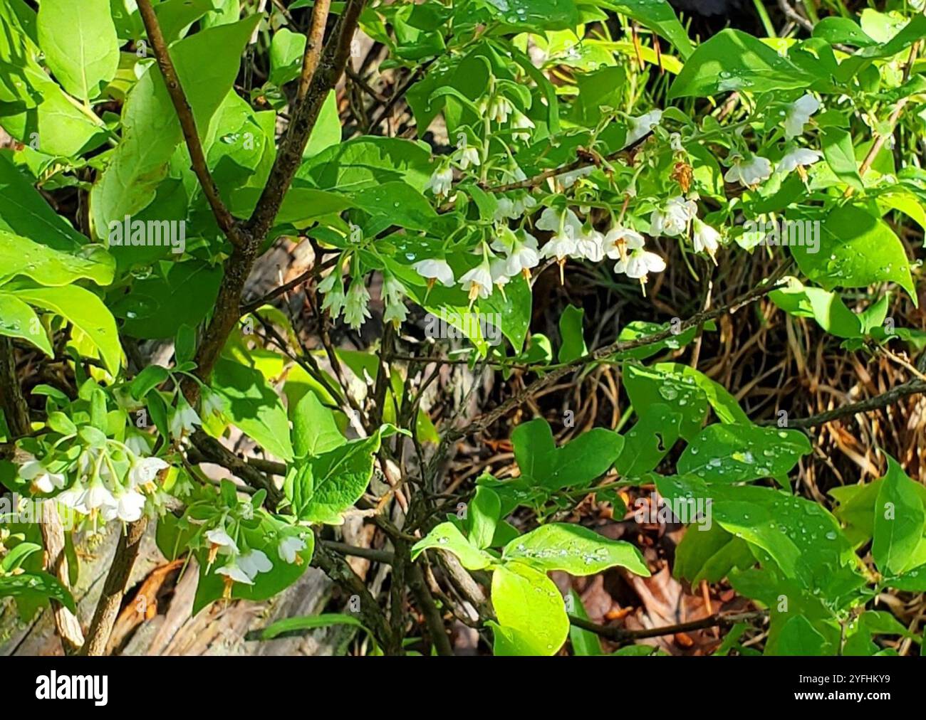 Deerberry hi-res stock photography and images - Alamy